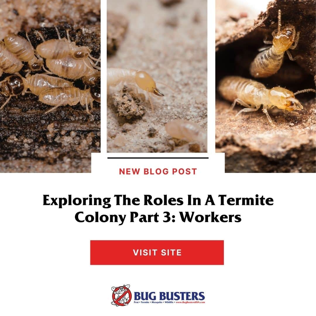 Exploring The Roles In A Termite Colony Part 3: Workers - Bug Busters USA