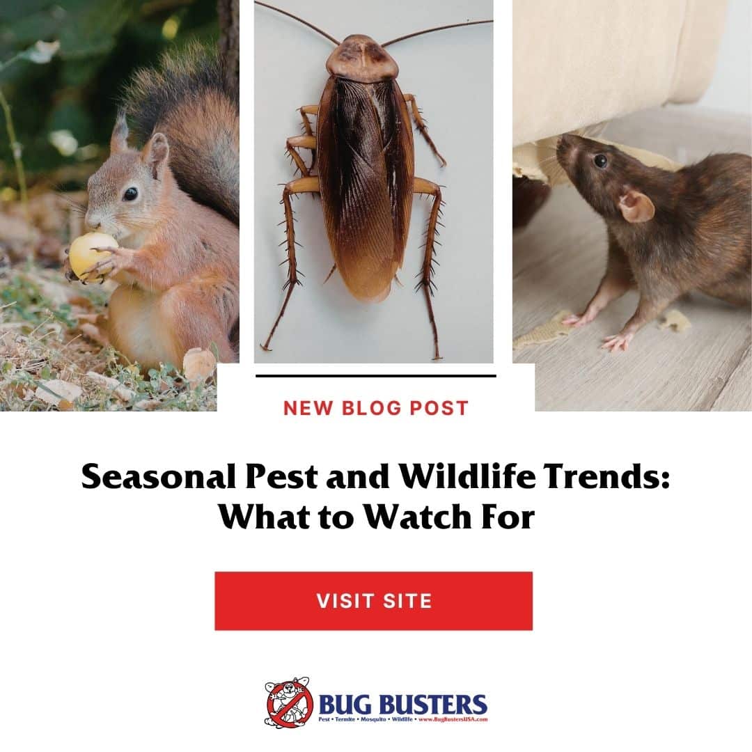 Seasonal Pest and Wildlife Trends: What to Watch For - Bug Busters USA