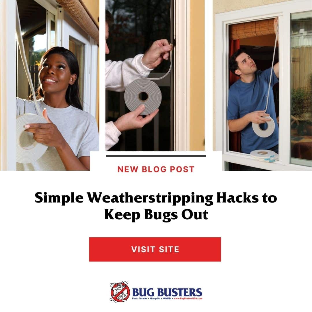 Simple Weatherstripping Hacks to Keep Bugs Out - Bug Busters USA