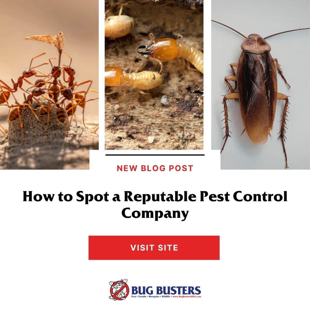 How to Spot a Reputable Pest Control Company - Bug Busters USA