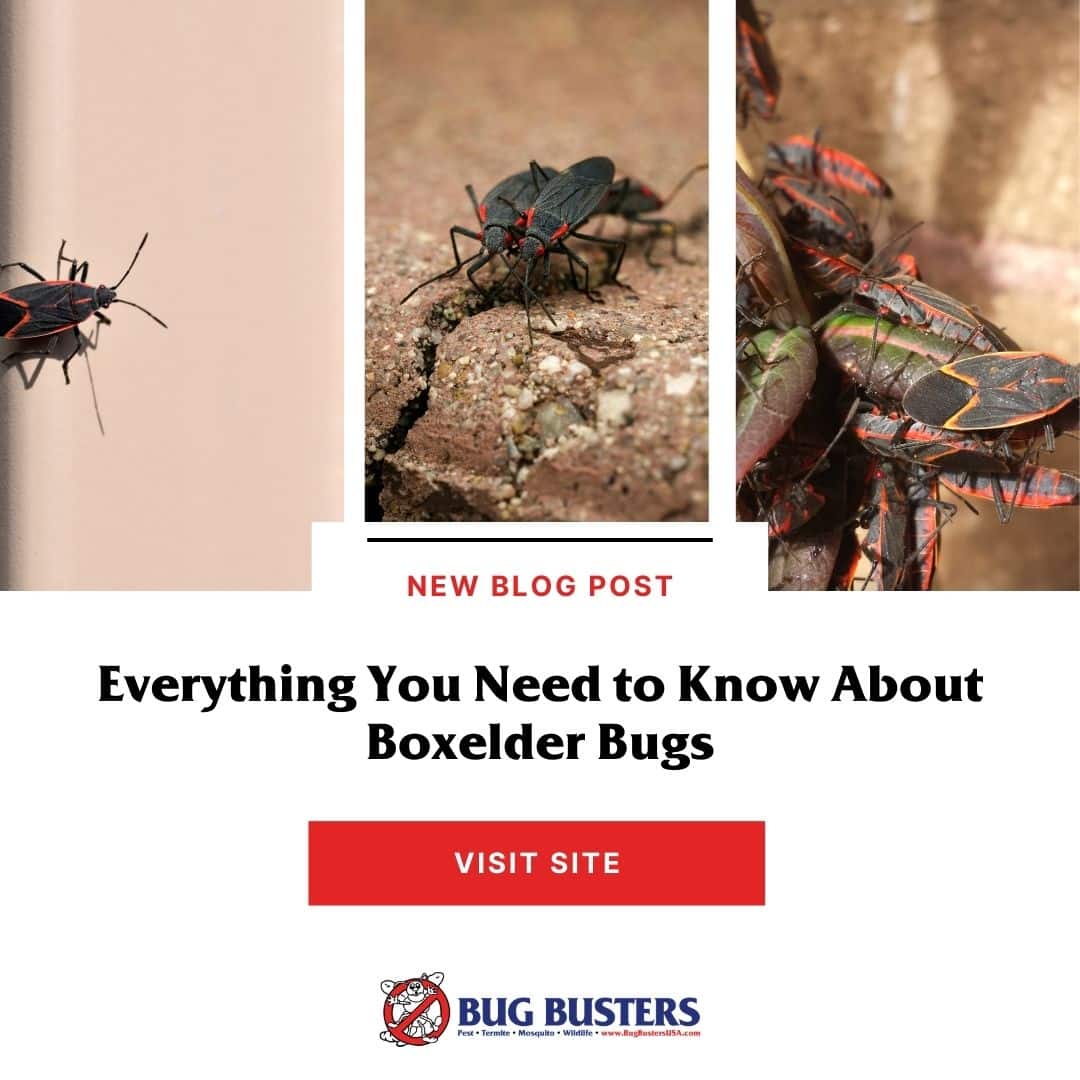 Everything You Need to Know About Boxelder Bugs - Bug Busters USA