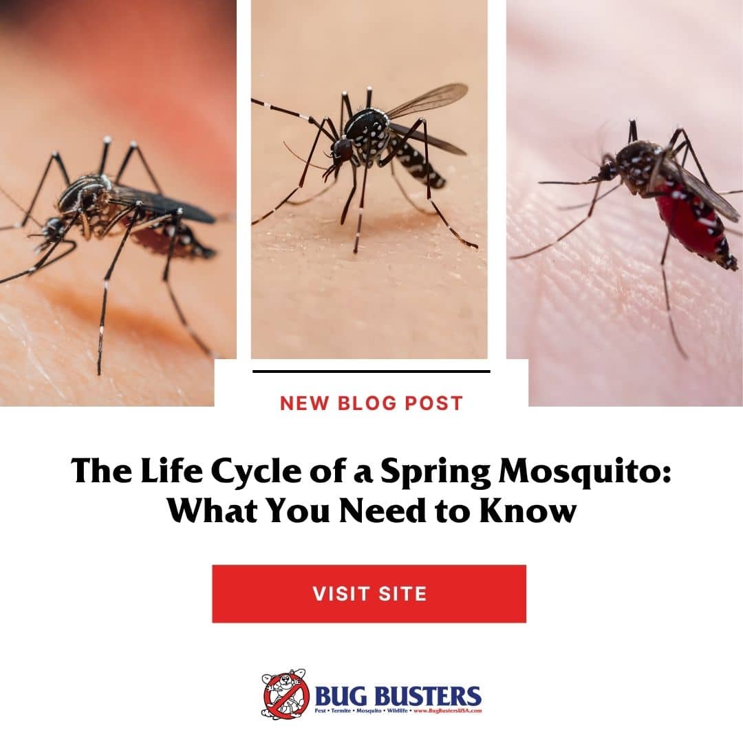 The Spring Mosquito Life Cycle: What You Need to Know - Bug Busters USA